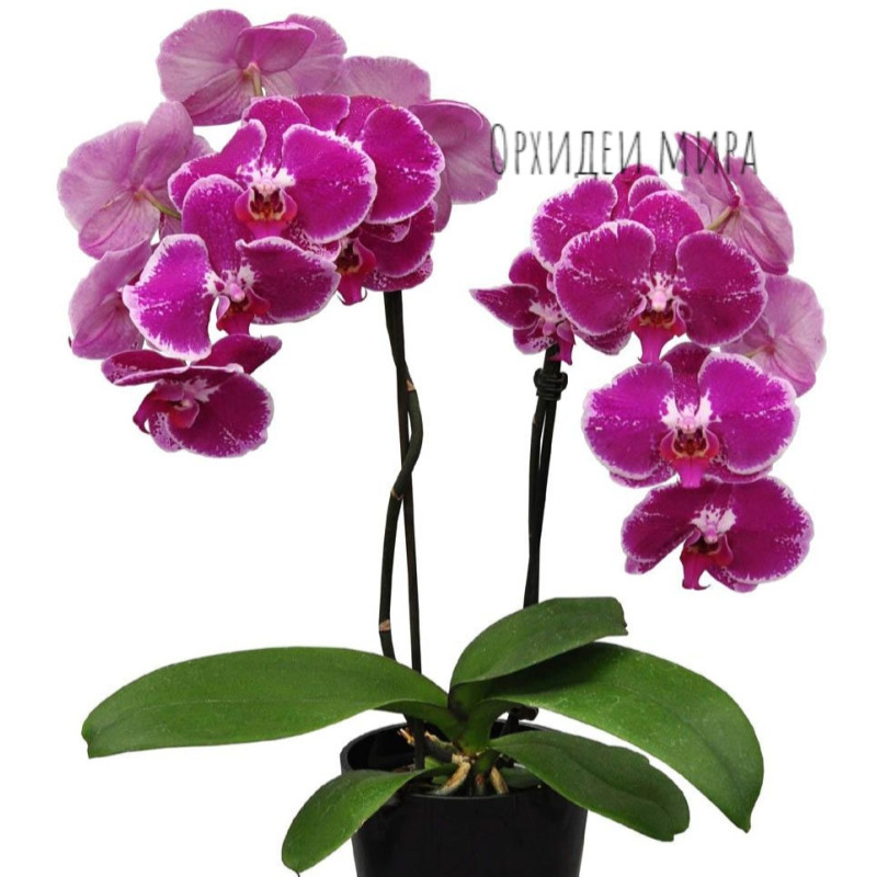 Орхiдея Phal. Sally 1 - купити, доставка Україна